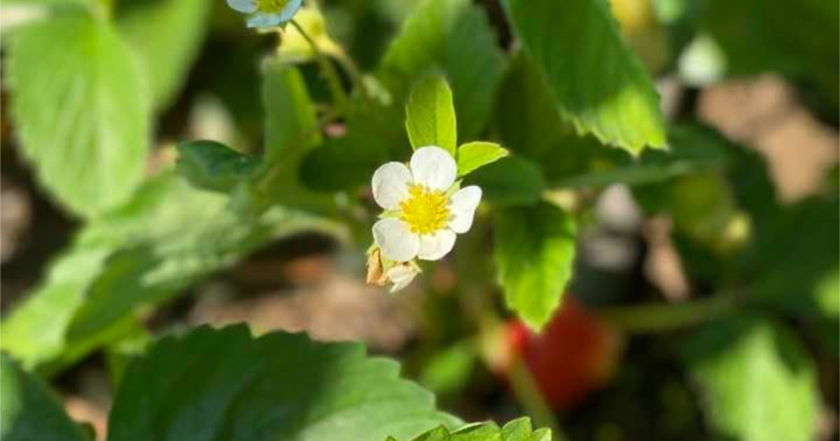 Strawberries for Treating Acne, Inflammation, and Aging – 7 Day Glow
